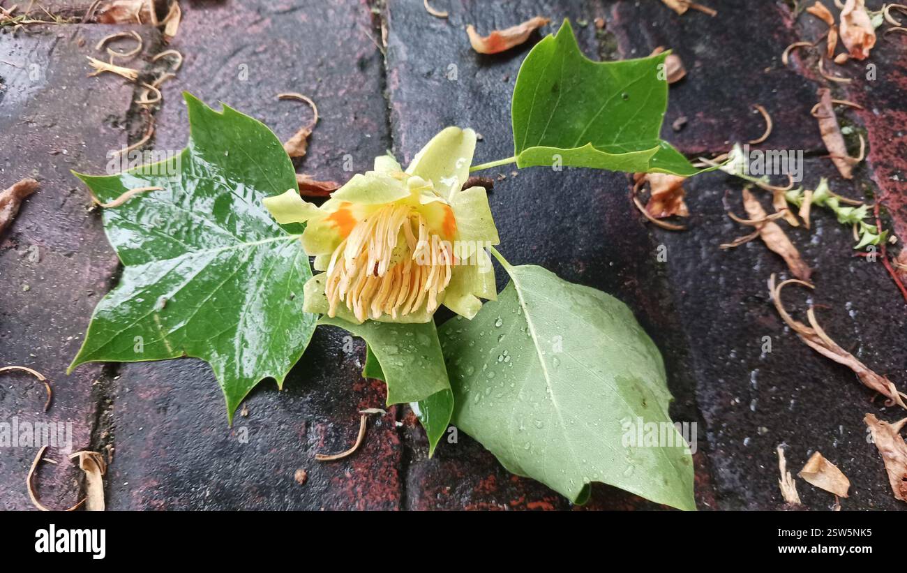 tulip tree (Liriodendron tulipifera), Plantae, Beverly, MA, USA Stock ...