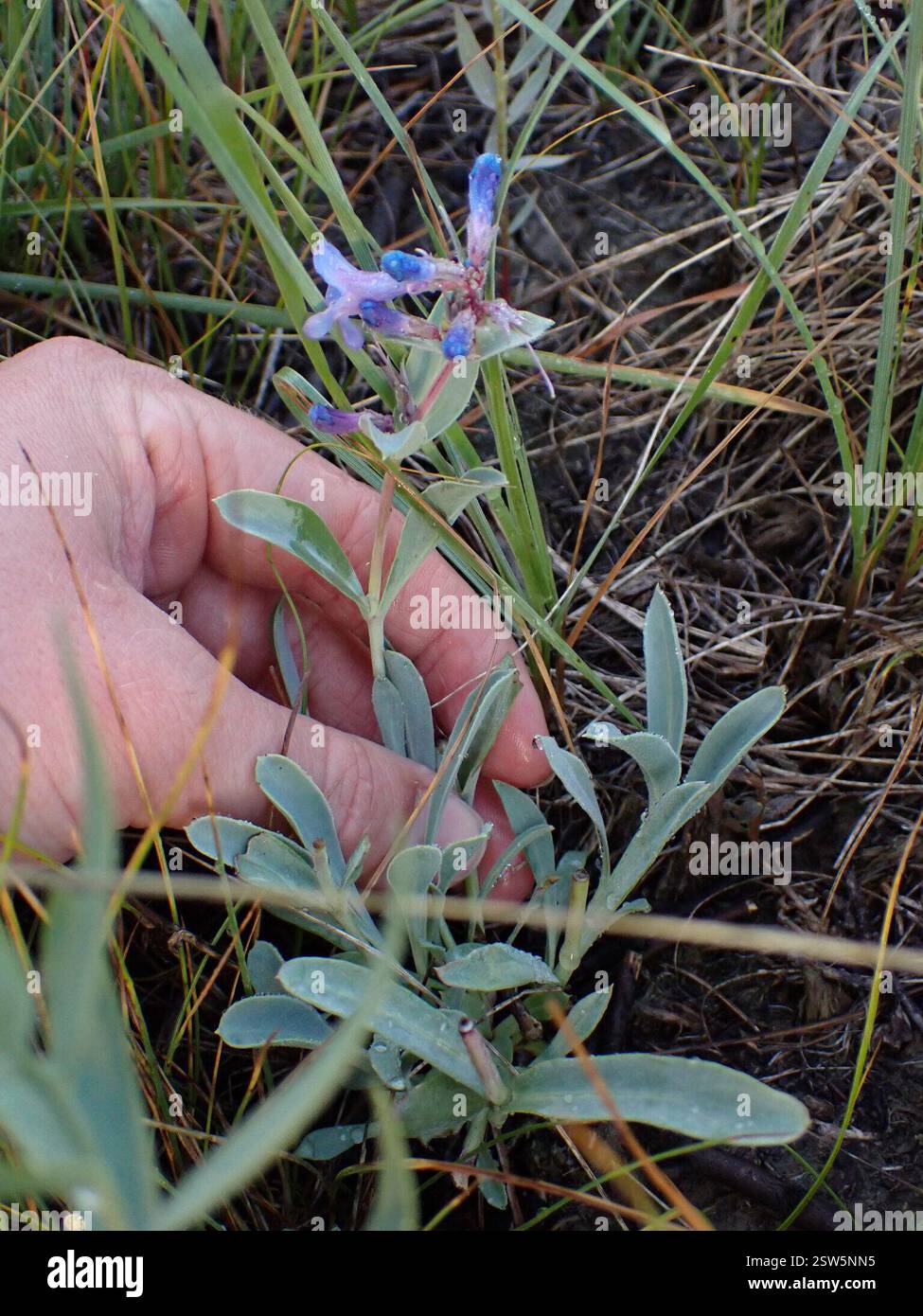 Wax-leaf Beardtongue (Penstemon nitidus), Plantae, Mankota No. 45, SK ...