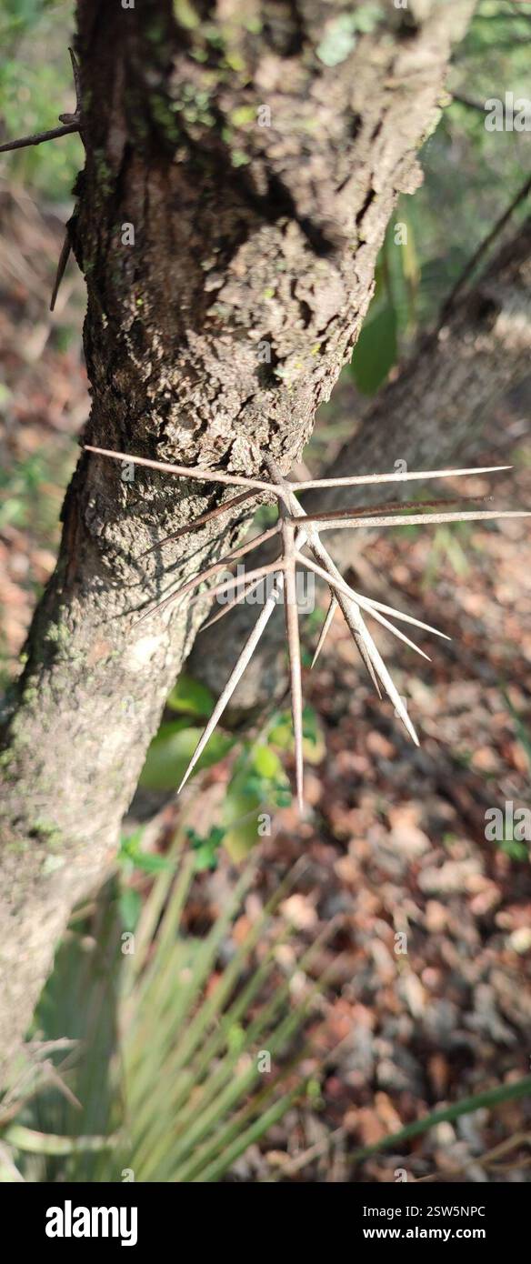 (Xylosma), Plantae, 74386 Pue., México Stock Photo - Alamy
