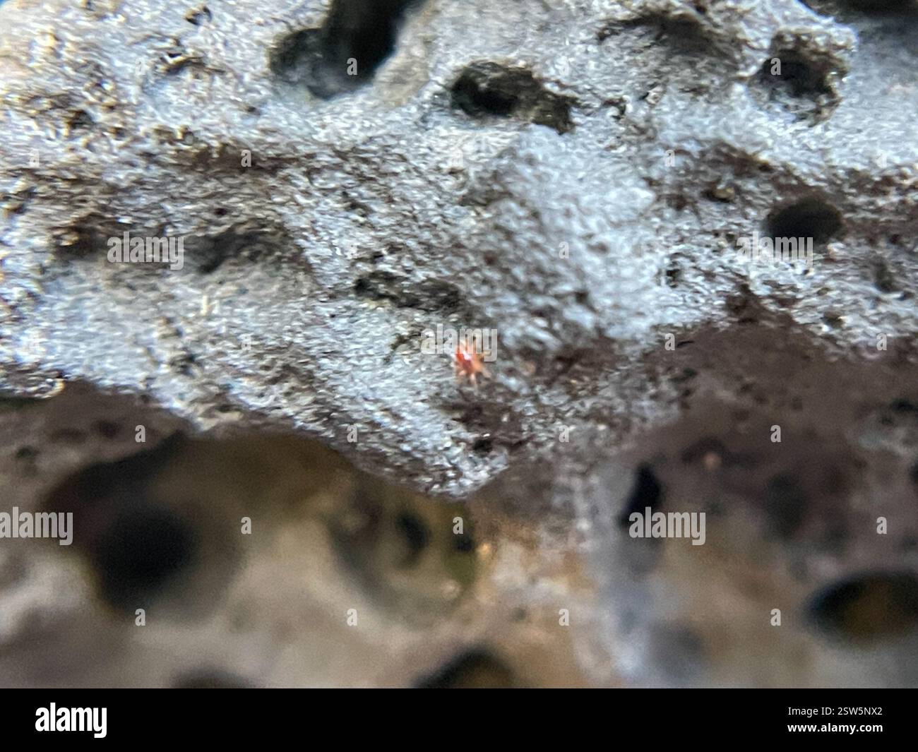 Mites and Ticks (Acari), Arachnida, James Kealoha Beach Park, Hilo, HI ...