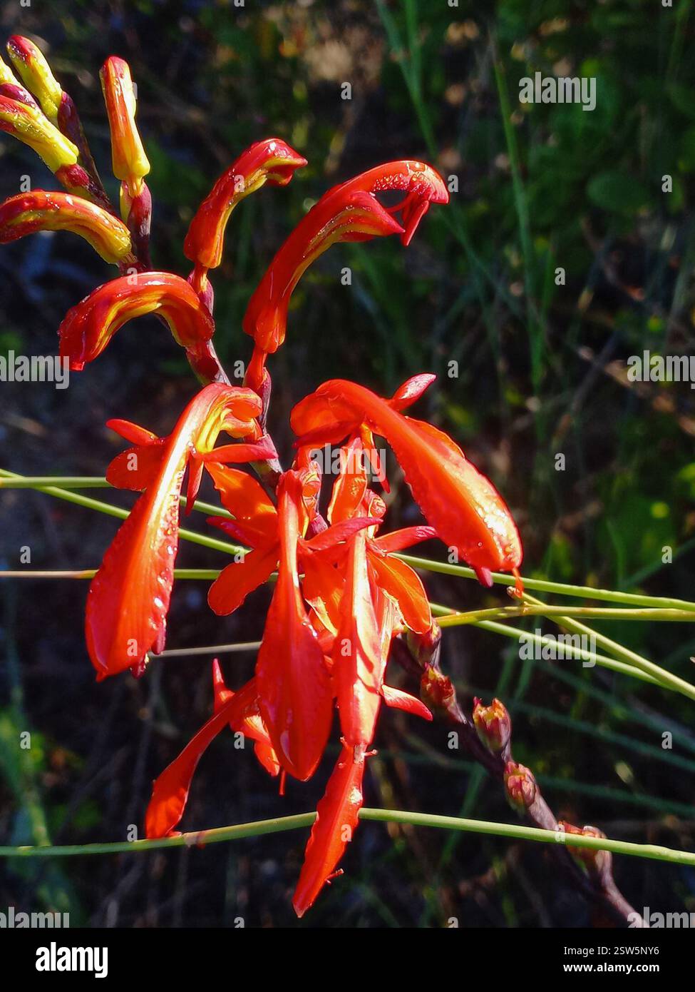 Cobra Lily (Chasmanthe aethiopica), Plantae, Mitchells Plain, Cape Town ...