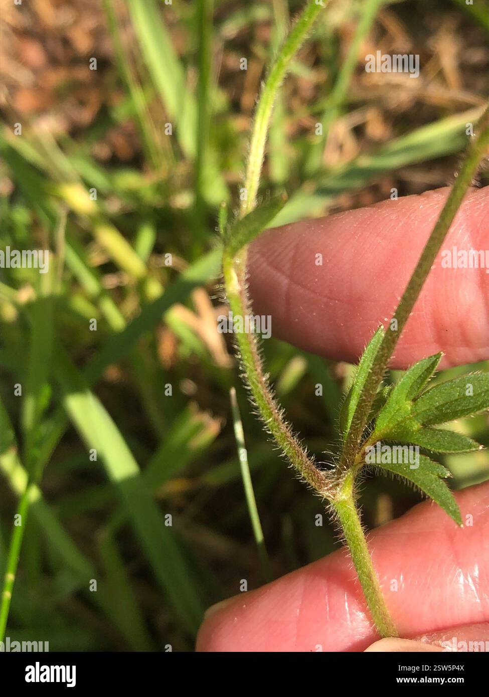 Creeping buttercup (Ranunculus repens), Plantae, Hopton Wafers CP ...