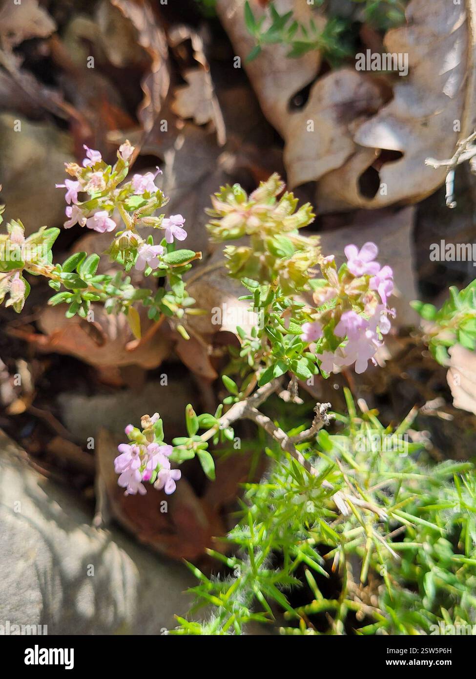 common thyme (Thymus vulgaris), Plantae, 84240 Cabrières-d'Aigues ...