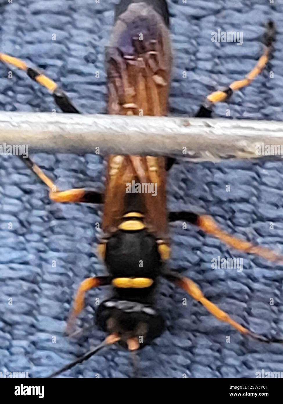 Yellow-legged Mud-dauber Wasp (Sceliphron caementarium), Insecta ...