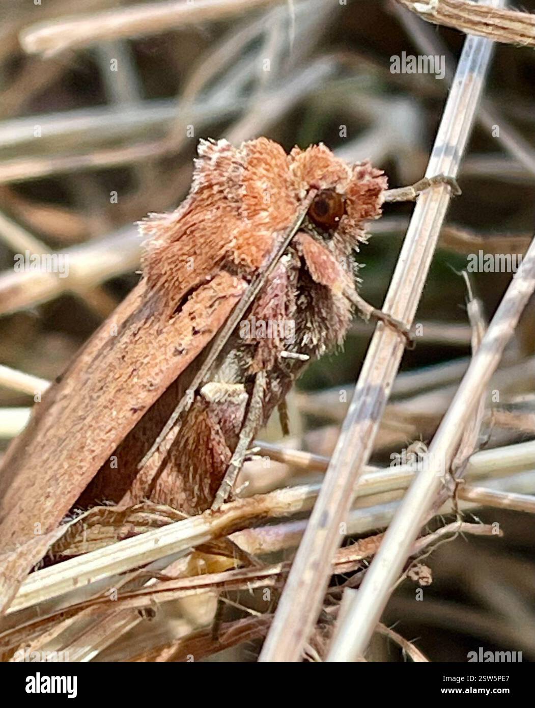 Cutworm Moths and Allies (Noctuidae), Insecta, Fort Ord National ...