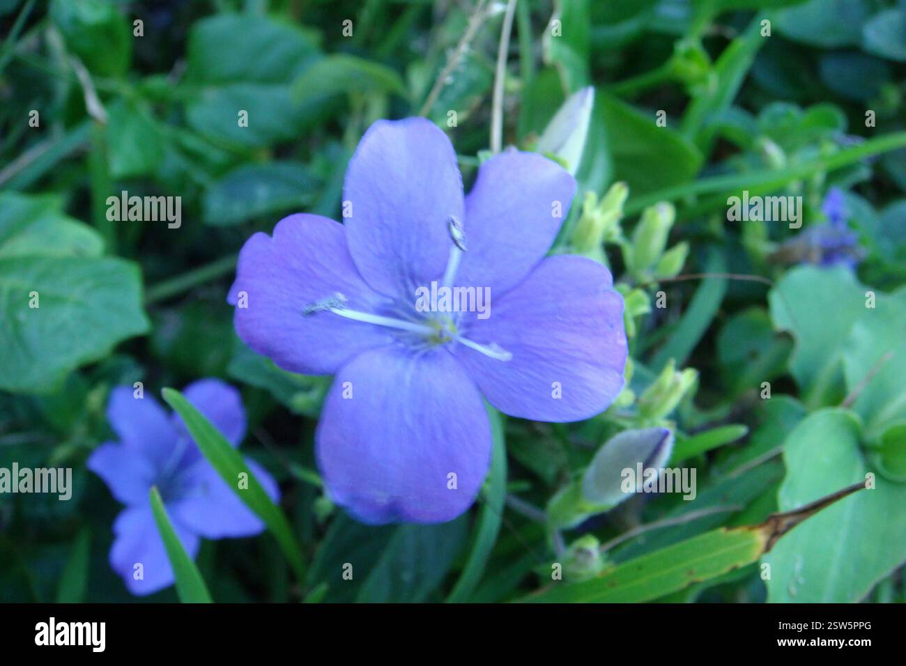Blue Bushviolet (Barleria obtusa), Plantae, Ivy Beach, Port Edward ...