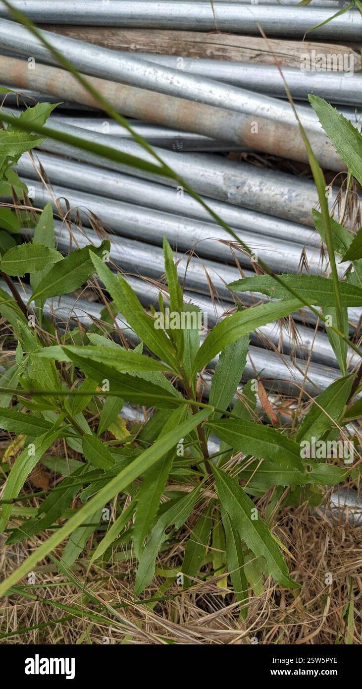 mule fat (Baccharis salicifolia), Plantae, Westwood, Los Angeles, CA ...