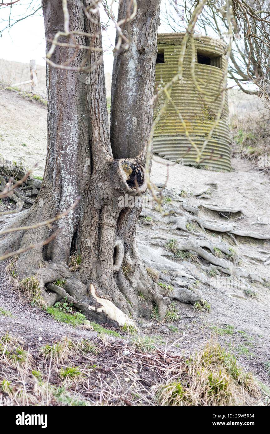 Aged Tree and Brick Defence Structure Stock Photo - Alamy