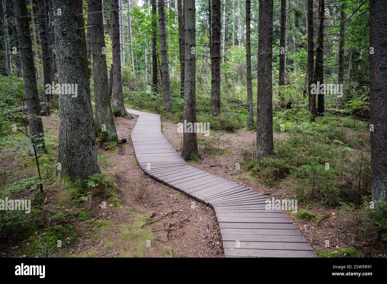 Ecological curve pathway in national park, footpath through dark ...