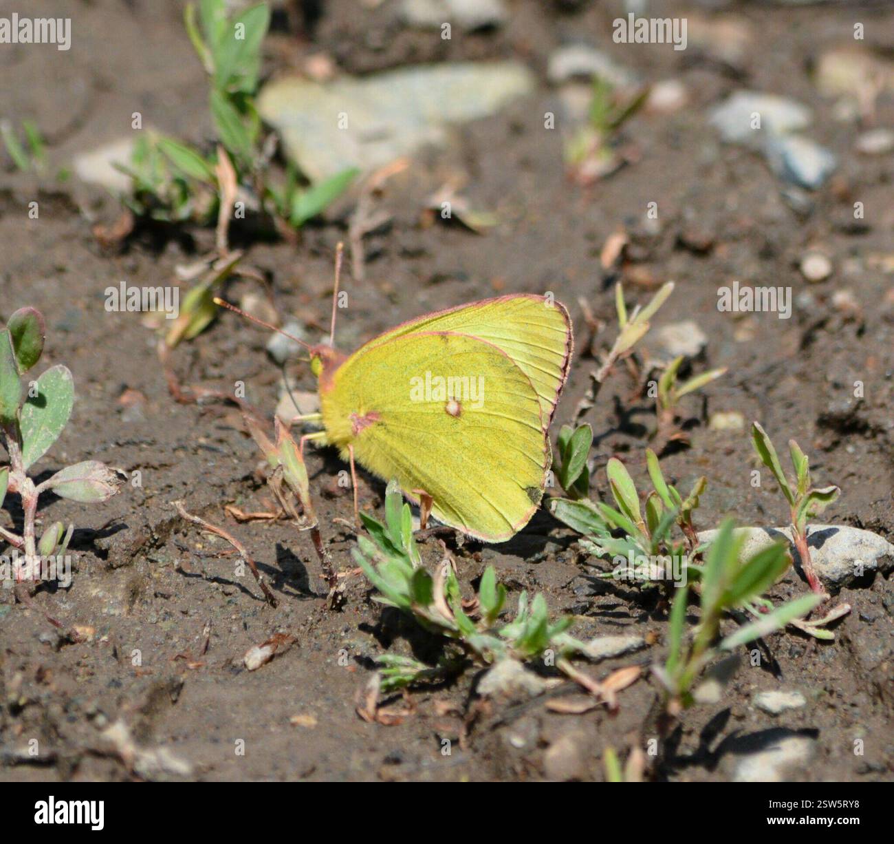 Western Sulphur (Colias occidentalis), Insecta, Okanagan-Similkameen ...