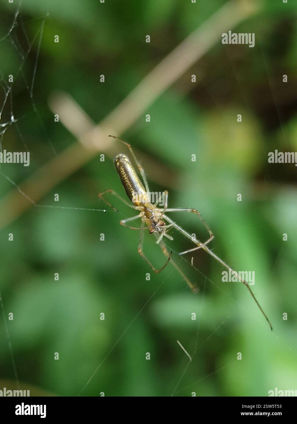 Common Stretch Spider (Tetragnatha extensa), Arachnida, Otley LS21 1EA ...