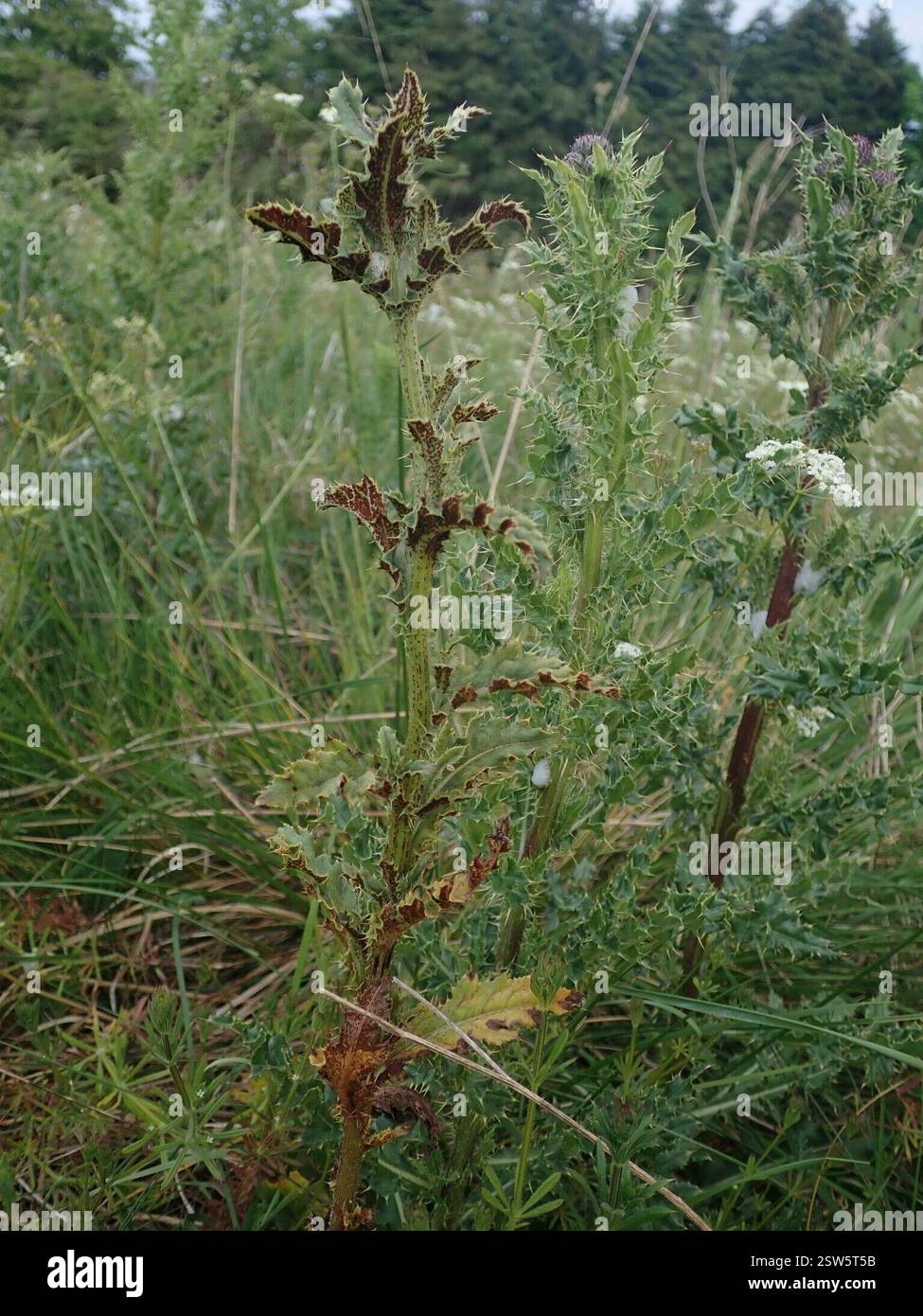 thistle rust (Puccinia suaveolens), Fungi, Clydebank G81, UK Stock ...