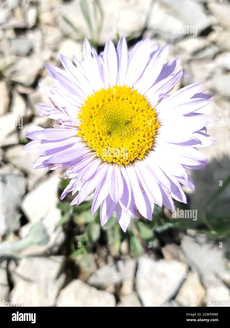 Parry's Townsend-daisy (Townsendia parryi), Plantae, Fergus County, MT ...