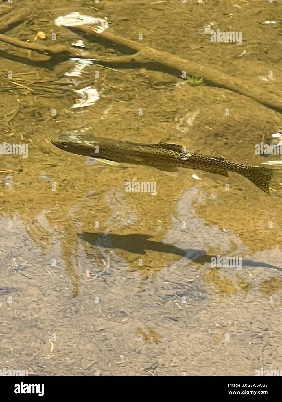 Colorado River Cutthroat Trout (Oncorhynchus virginalis pleuriticus ...