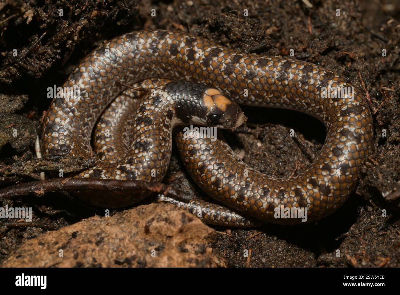 South African Shovel-snout (Prosymna sundevalli), Reptilia, 97 Hoek ...