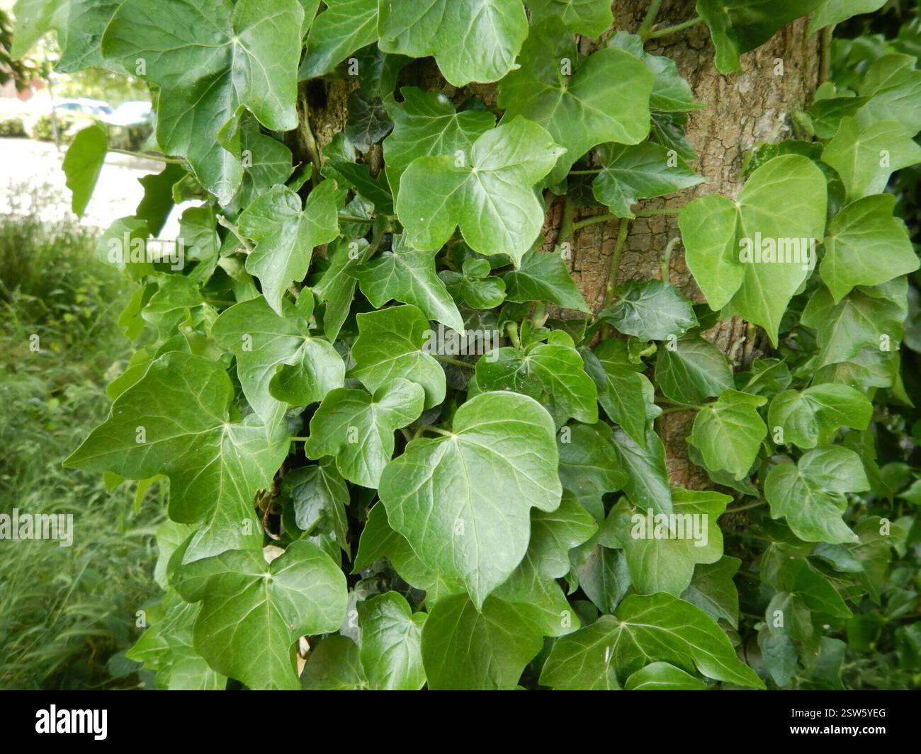 common ivy (Hedera helix), Plantae, Burscough L40, UK Stock Photo - Alamy