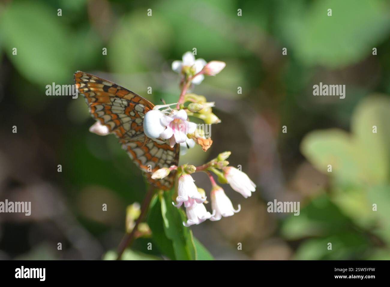 Northern Checkerspot (Chlosyne palla), Insecta, Black Mine Rd Gravel ...