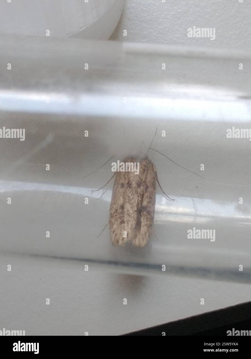 Brown House Moth (Hofmannophila pseudospretella), Insecta, Bath BA2 9BN ...