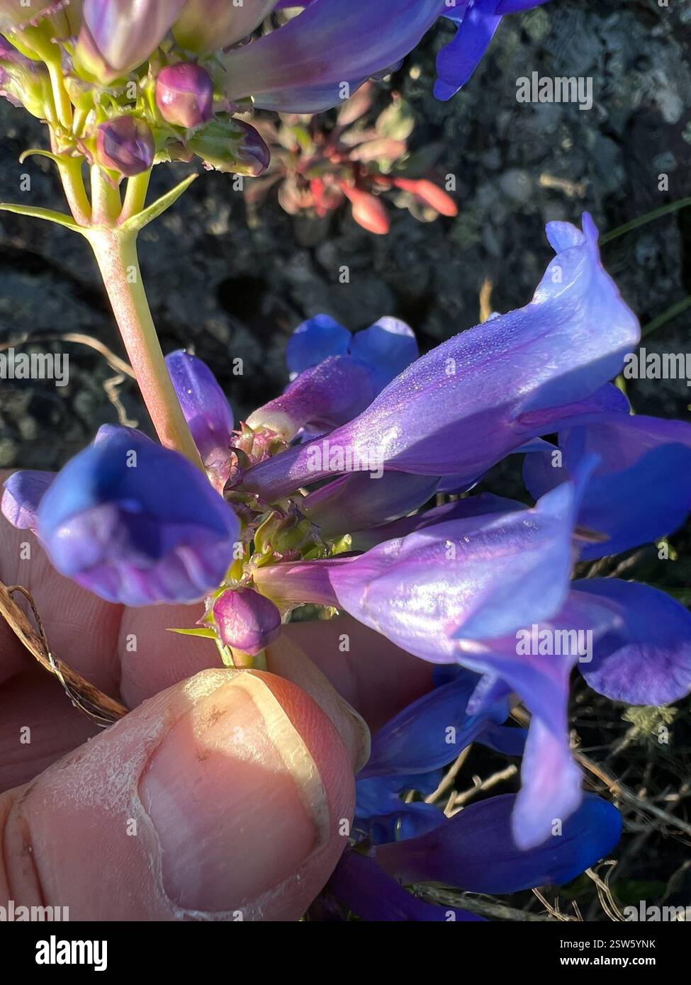 Blue beardtongue (Penstemon cyaneus), Plantae, Butte County, ID, USA ...