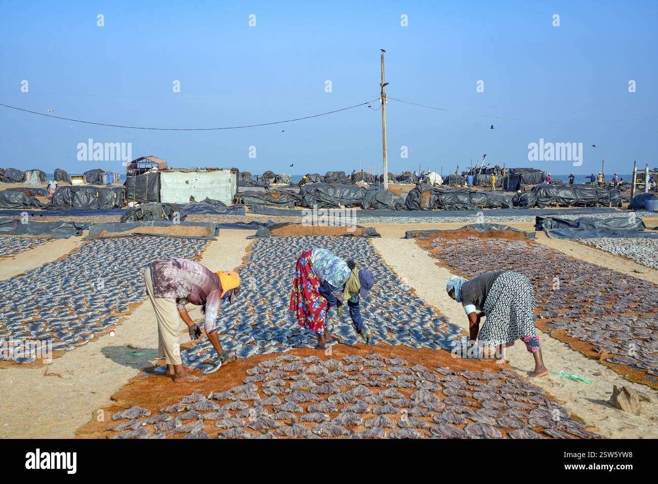 Image of drying fish in Negombo, Sri Lanka, Asia. The hot sun of Sri ...