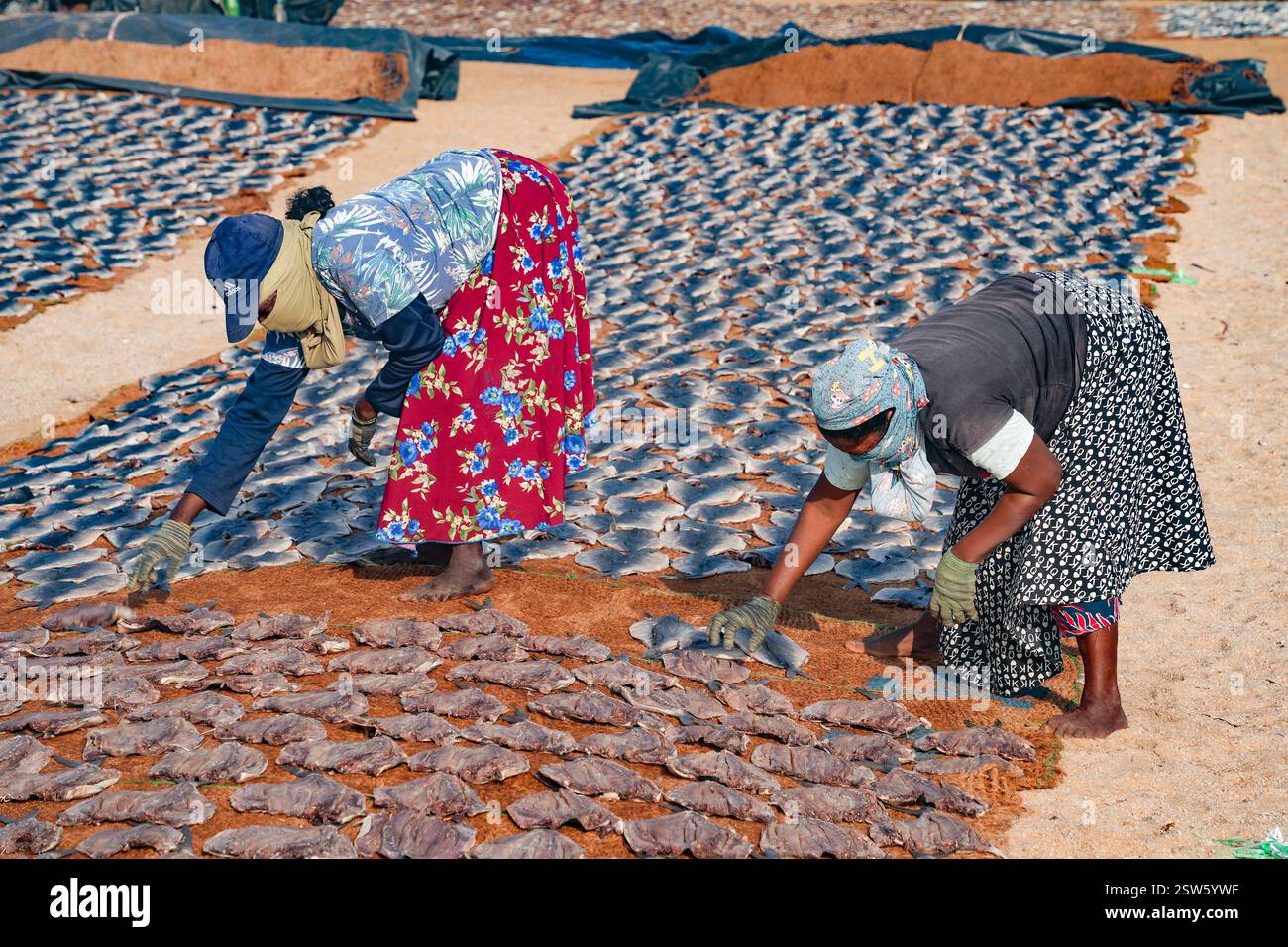 Image of drying fish in Negombo, Sri Lanka, Asia. The hot sun of Sri ...