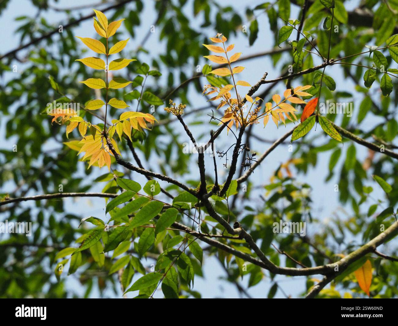 Japanese wax tree (Toxicodendron succedaneum), Plantae, 台灣新北市 Stock ...