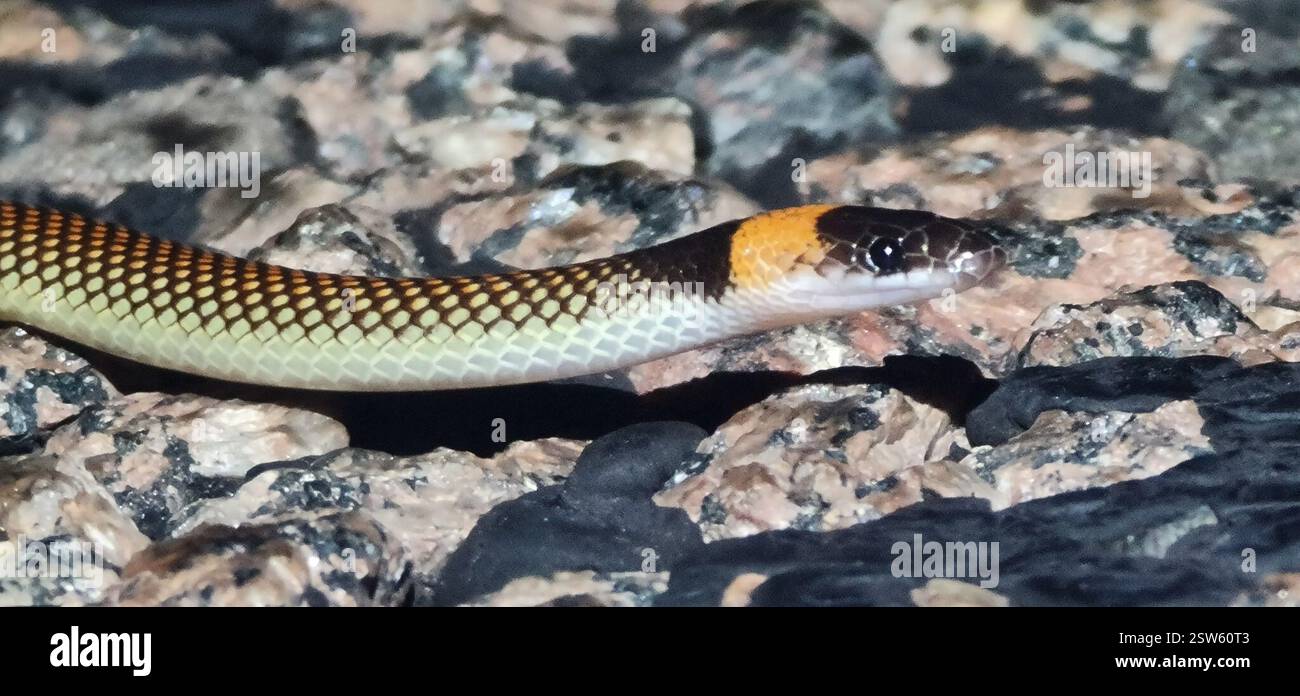 Furina ornata hi-res stock photography and images - Alamy