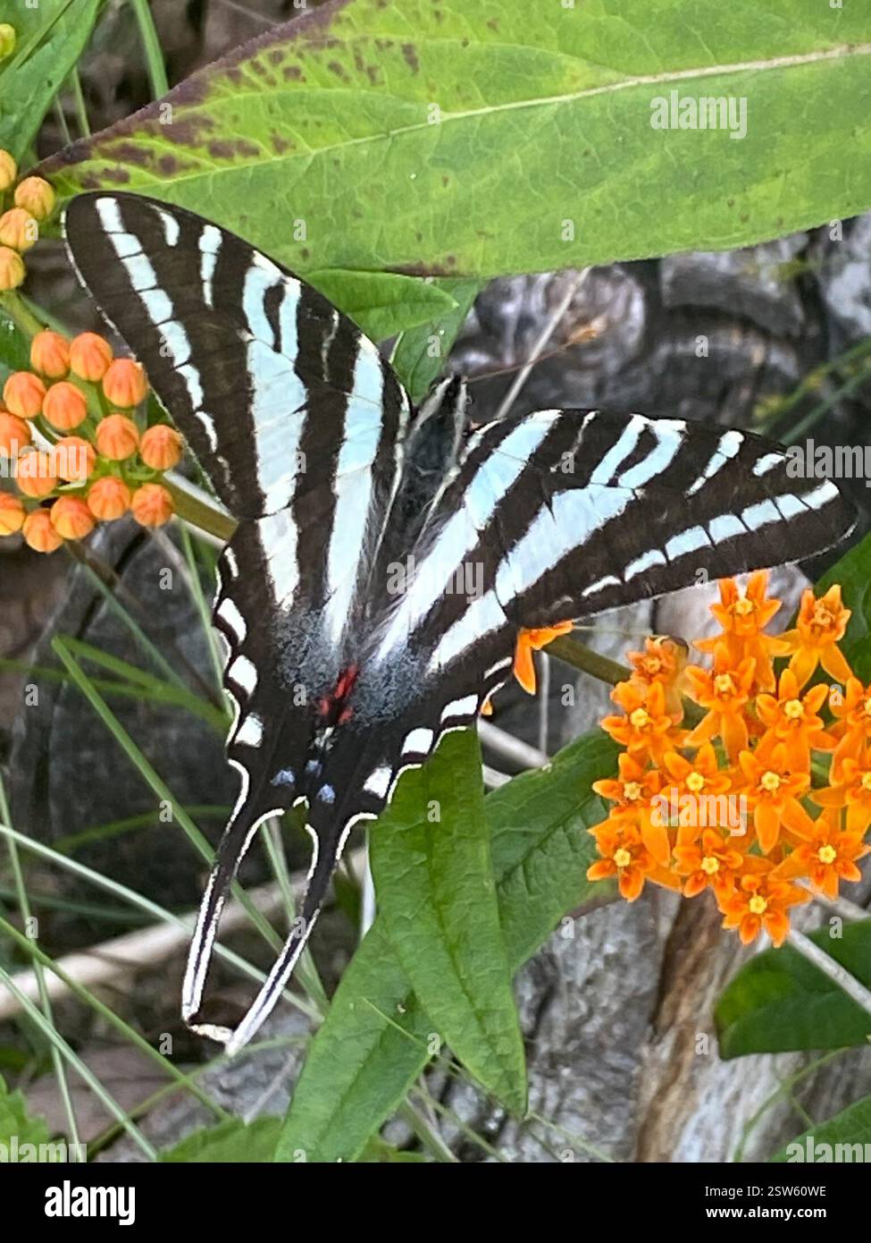 Zebra Swallowtail (Eurytides marcellus), Insecta, Ozark-St. Francis ...
