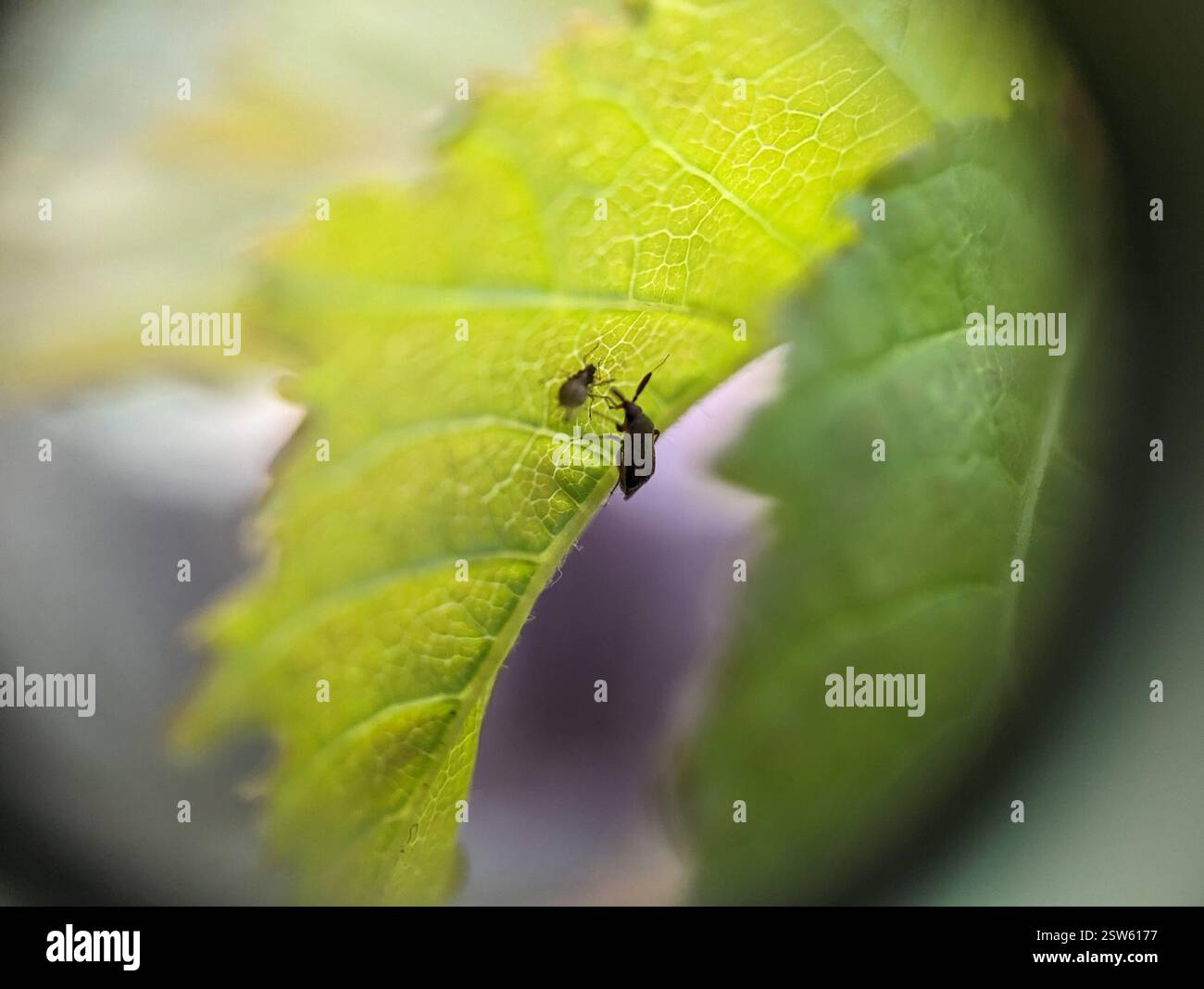 Plant Bugs (Miridae), Insecta, Ithaca, NY, Ithaca, NY 14850, USA Stock ...