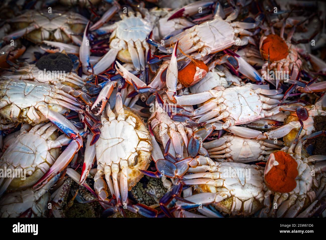 Crabs in fish market of Negombo, Sri Lanka, Asia Stock Photo - Alamy