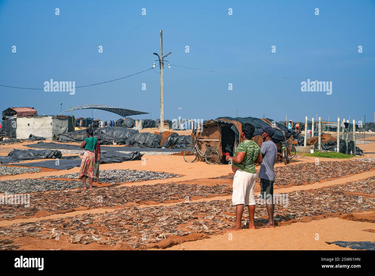 Image of drying fish in Negombo, Sri Lanka, Asia. The hot sun of Sri ...