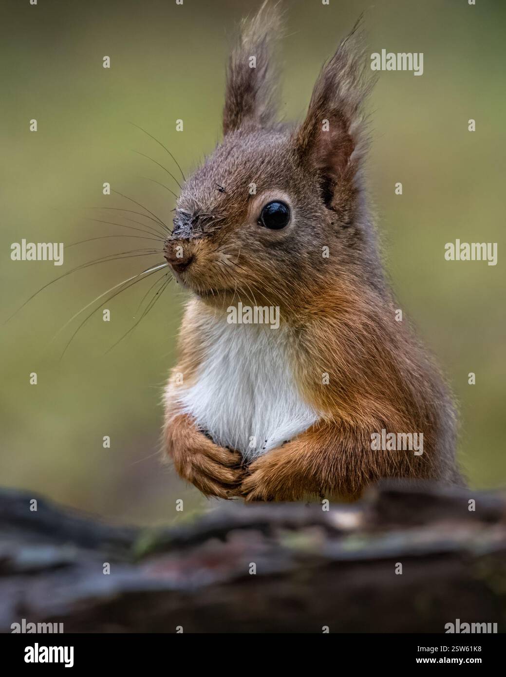 Larger than red squirrel hi-res stock photography and images - Alamy