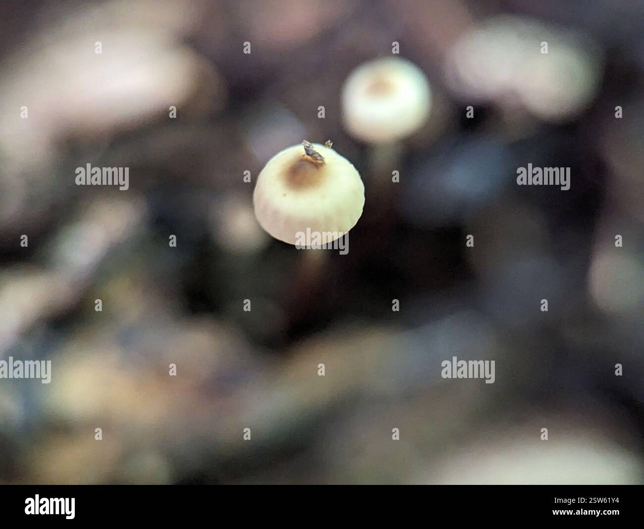 pinwheel family (Marasmiaceae), Fungi, Dryden, NY, USA Stock Photo - Alamy
