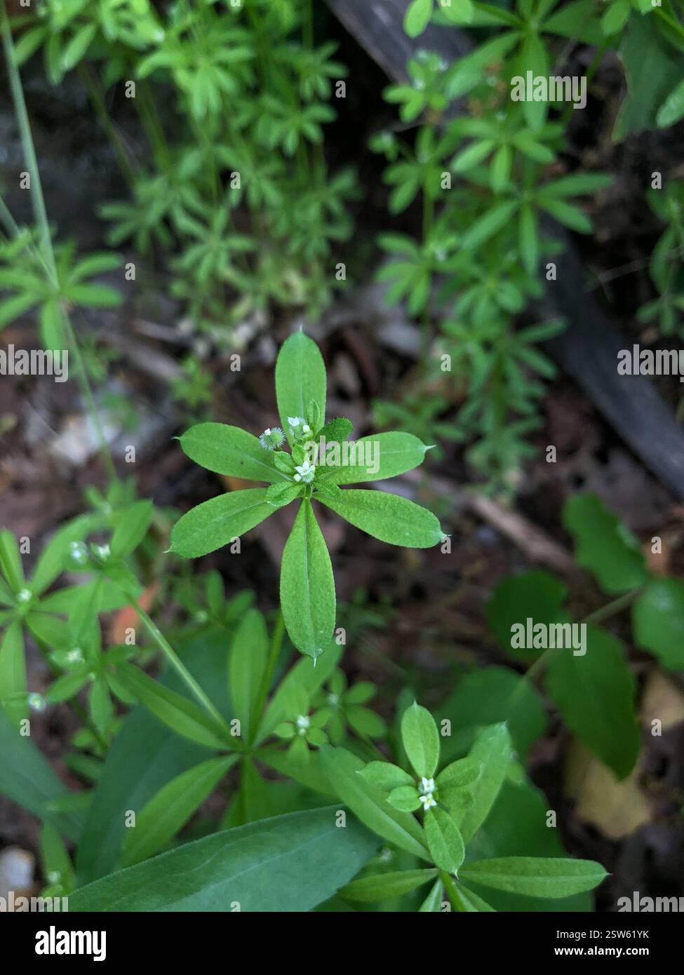 catchweed bedstraw (Galium aparine), Plantae, Uinta-Wasatch-Cache ...