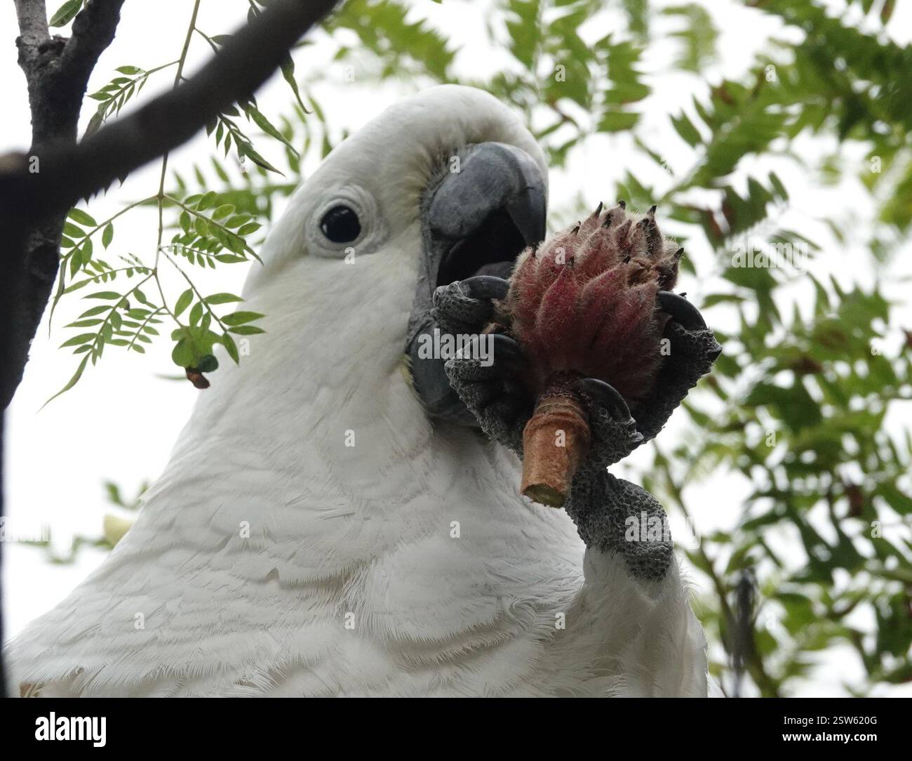Sulphur-crested Cockatoo (Cacatua galerita), Aves, Tim Neville ...