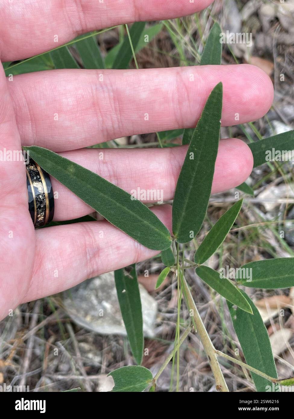 Two-leaved Senna (Senna roemeriana), Plantae, Blue Hole Regional Park ...