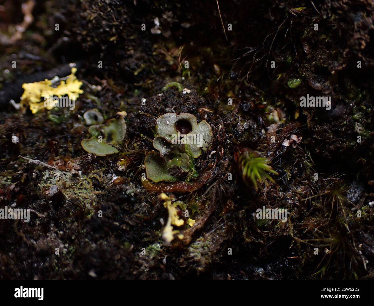 Common Chocolate Chip Lichen (Solorina saccata), Fungi, Yukon, Canada ...