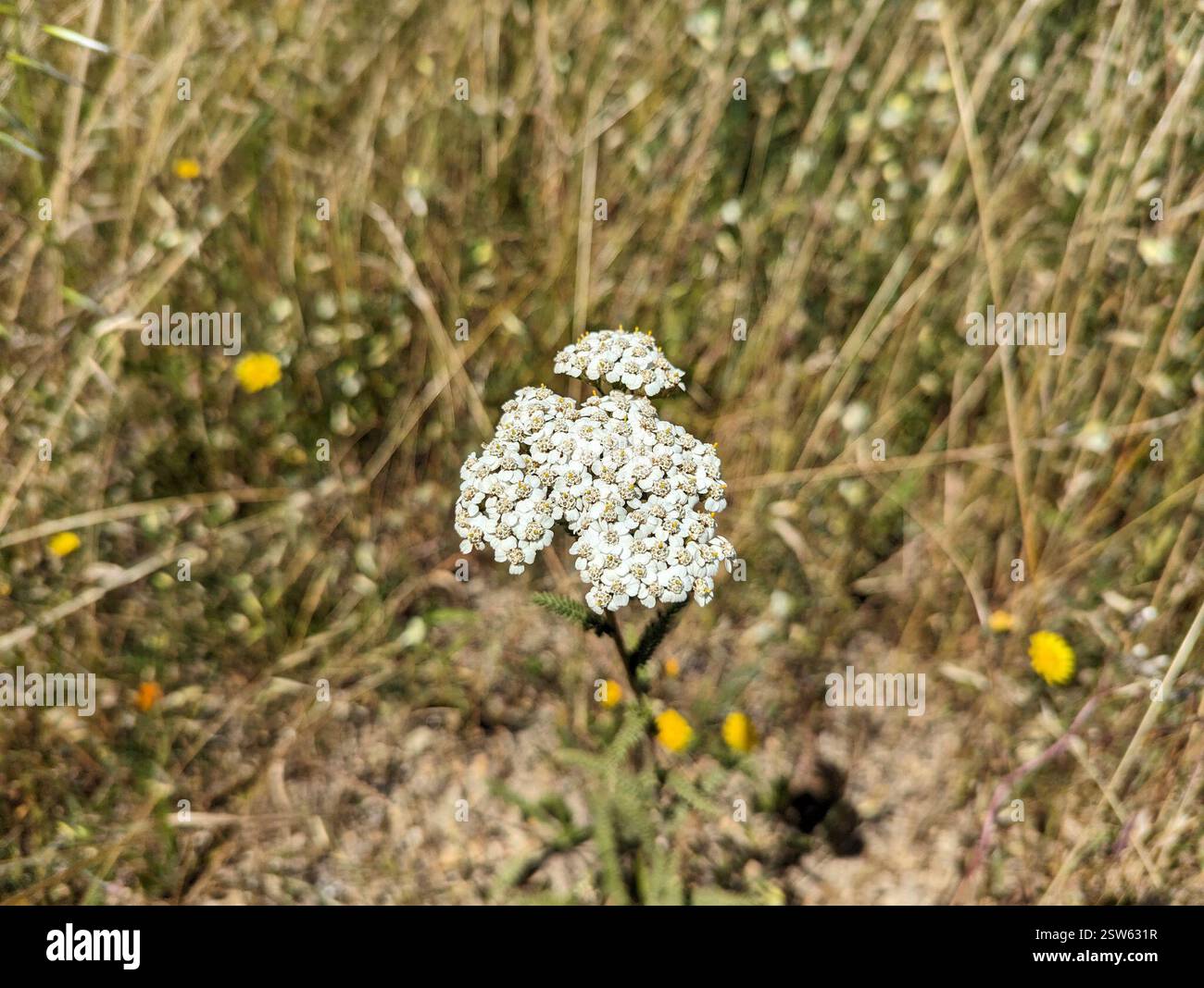 common yarrow (Achillea millefolium), Plantae, Windy Hill Open Space ...