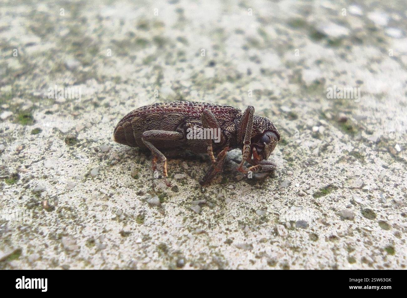 Stenochinus hi-res stock photography and images - Alamy