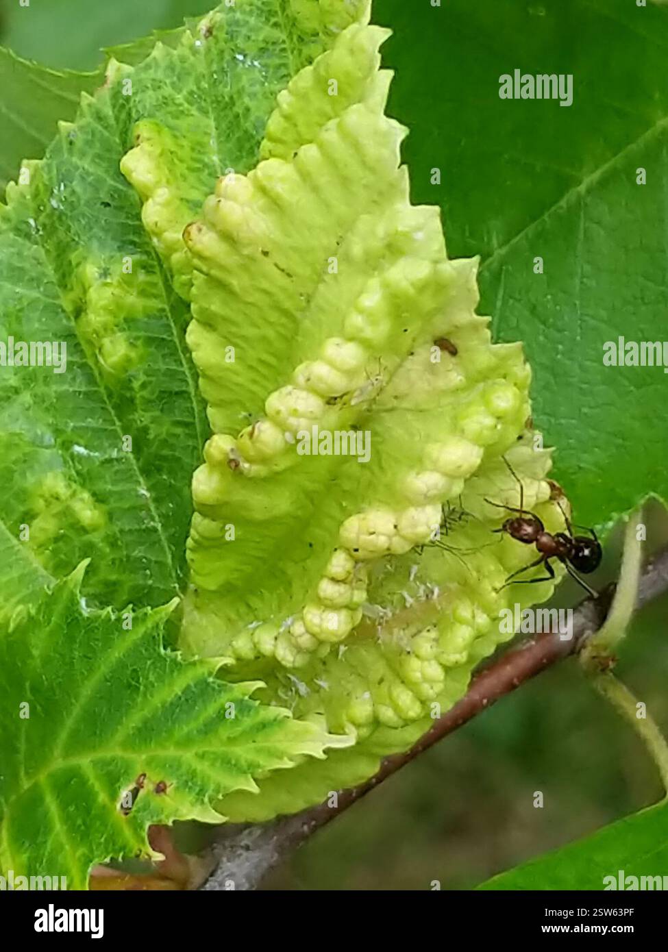 Spiny Witch-Hazel Gall Aphid (Hamamelistes spinosus), Insecta, Wayne ...