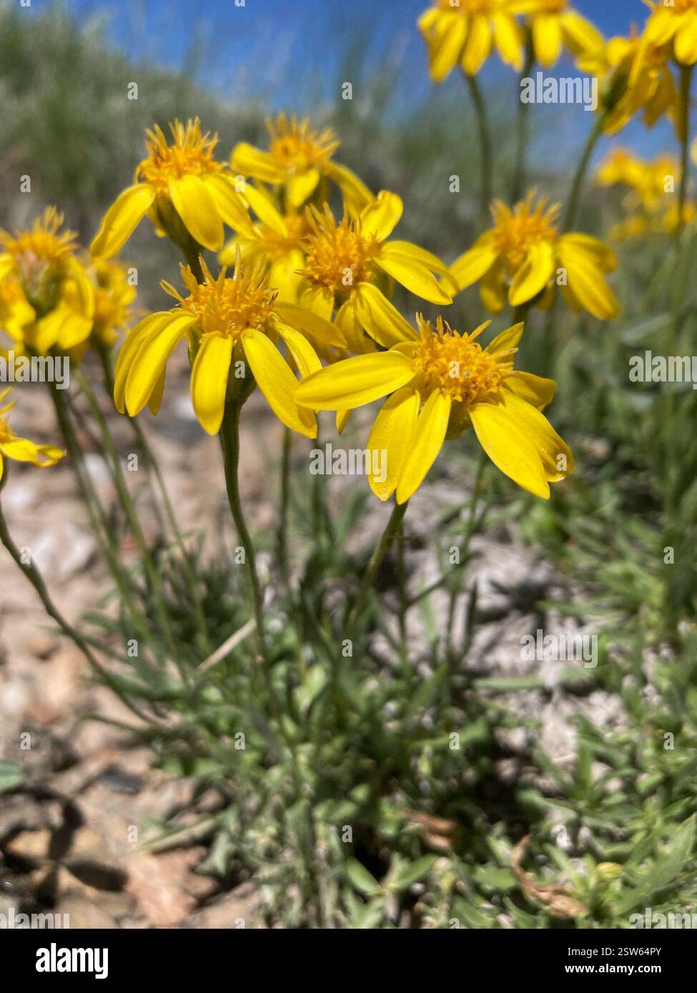 Stemless Mock Goldenweed (Stenotus acaulis), Plantae, Saratoga, WY, US ...