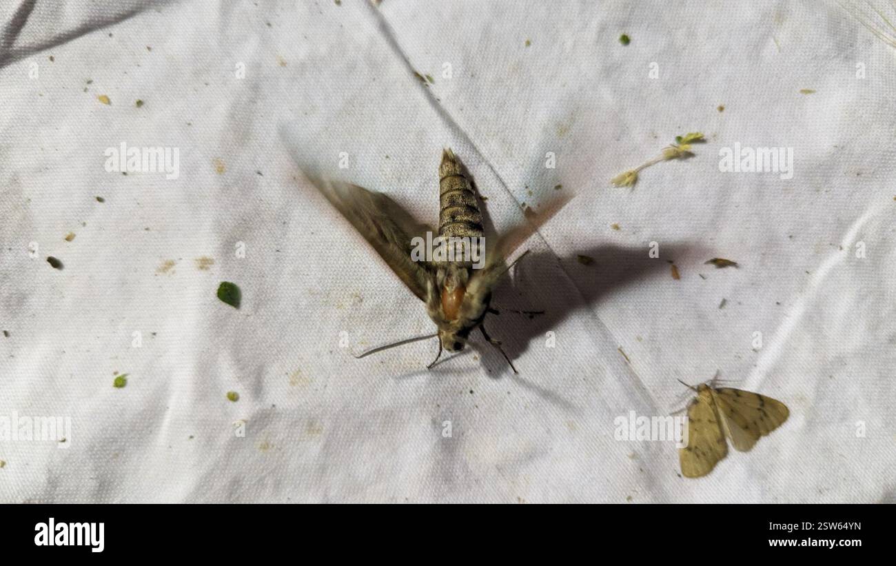 Pine Hawkmoth (Sphinx pinastri), Insecta, 3934 Zeneggen, Switzerland ...