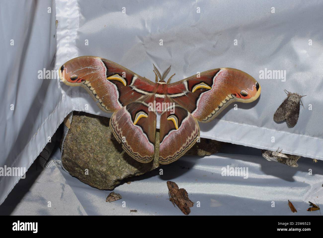 (Samia watsoni), Insecta, 中国浙江省杭州市临安区 Stock Photo - Alamy