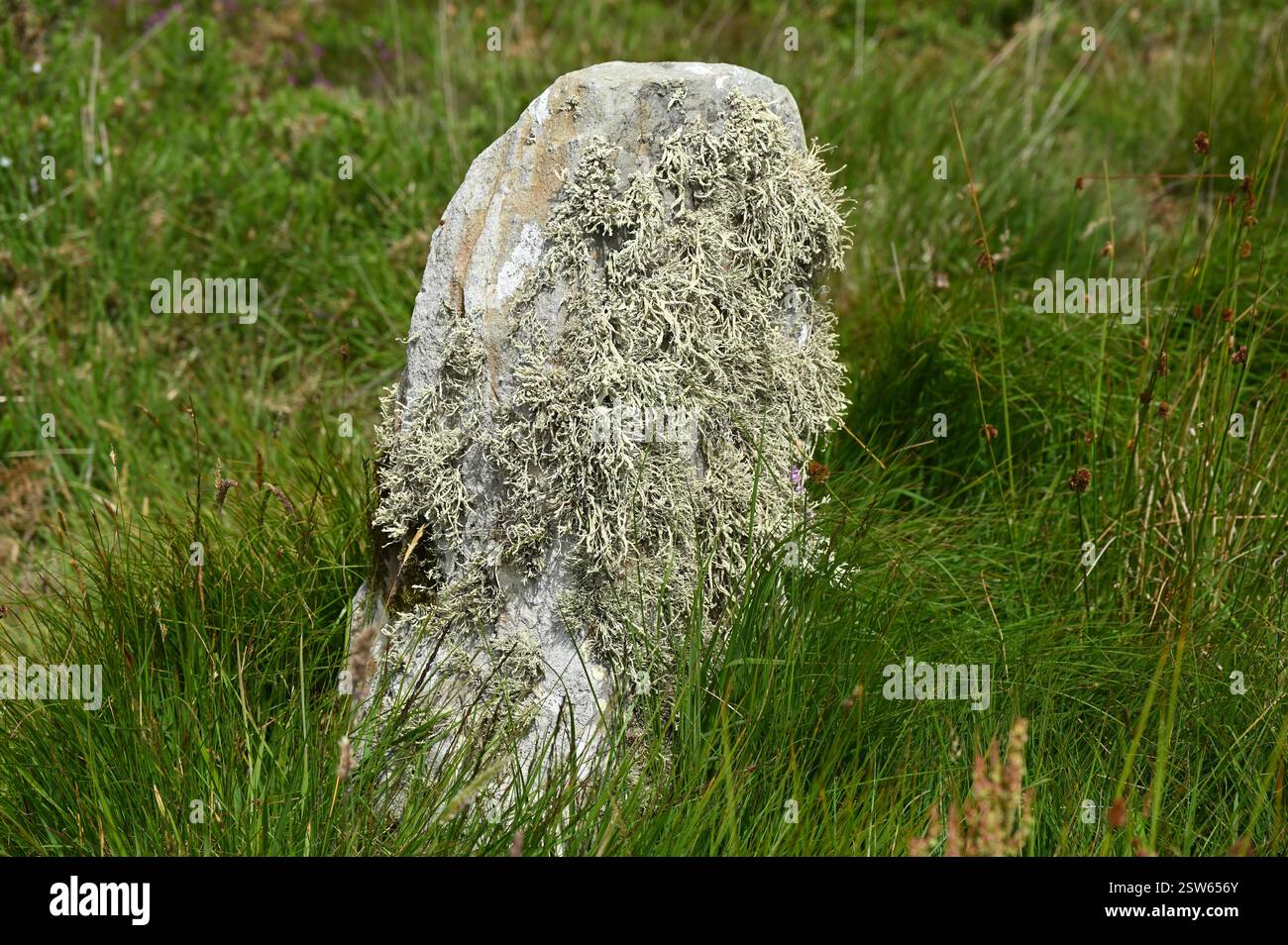 Individual, lichen covered examples of standing stone forming Hill o ...