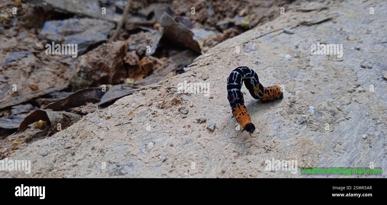 Winged and Once-winged Insects (Pterygota), Insecta, Tangse, Ulat pacat ...