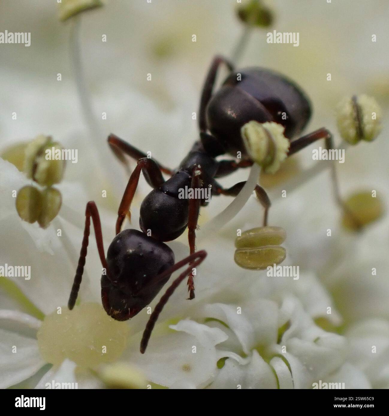 fusca-group Field Ants and Allies (Formica fusca), Insecta, Bullers of ...
