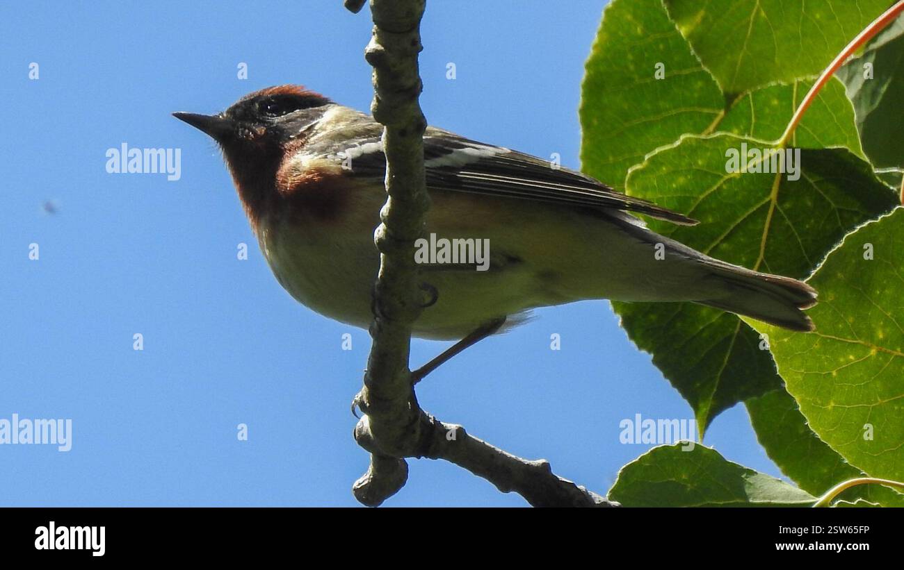 Bay-breasted Warbler (Setophaga castanea), Aves, Rowley, MA, USA Stock ...