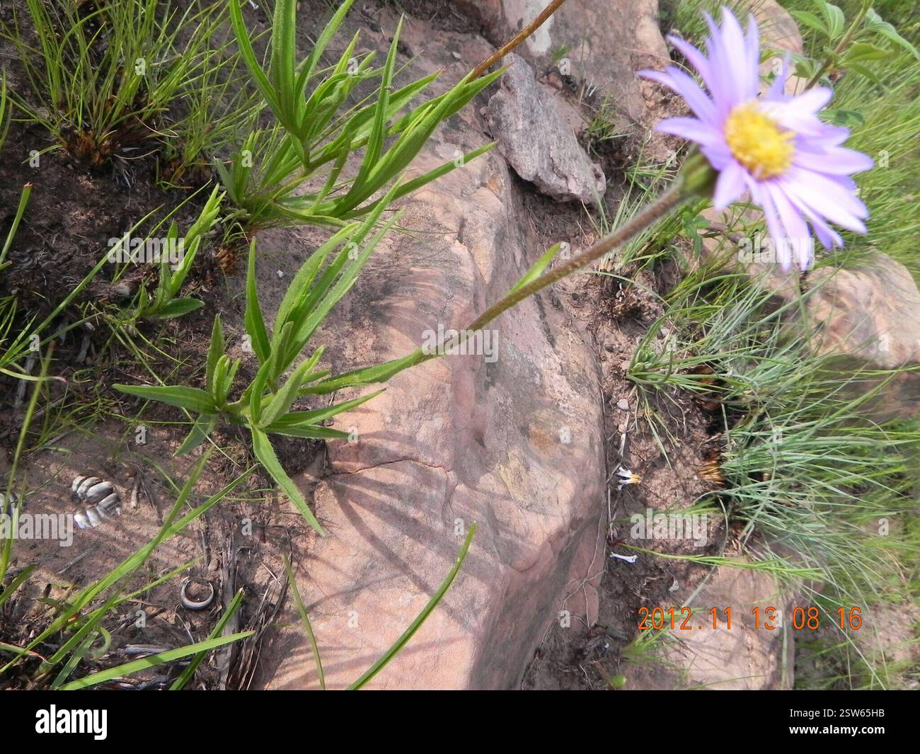 (Afroaster hispidus), Plantae, Golden Gate Highlands National Park ...
