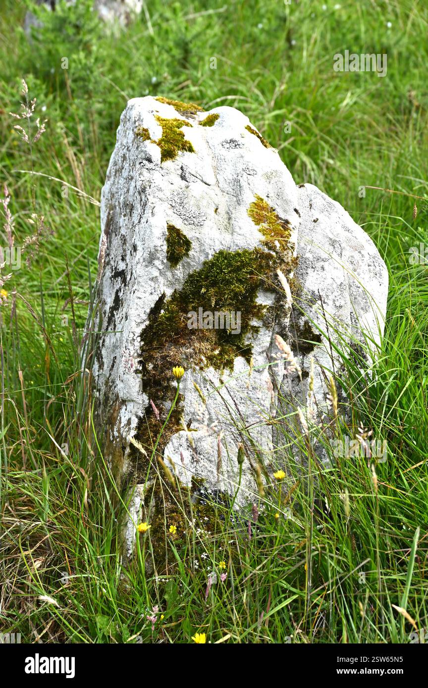 Individual, lichen covered examples of standing stone forming Hill o ...