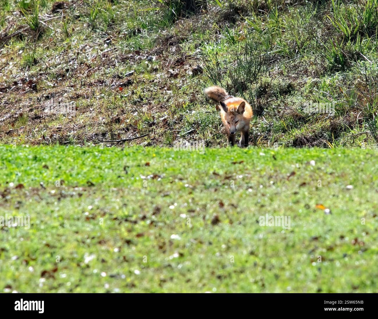 The red fox (Vulpes vulpes) is a naturalized species in Florida ...